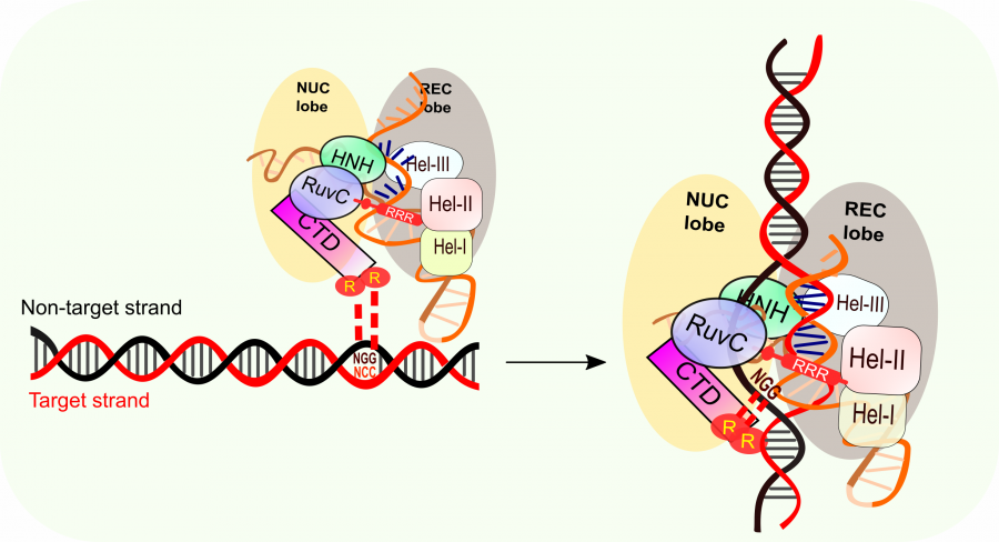 The magic cut on target DNA by CRISPR/Cas9 - BioScope