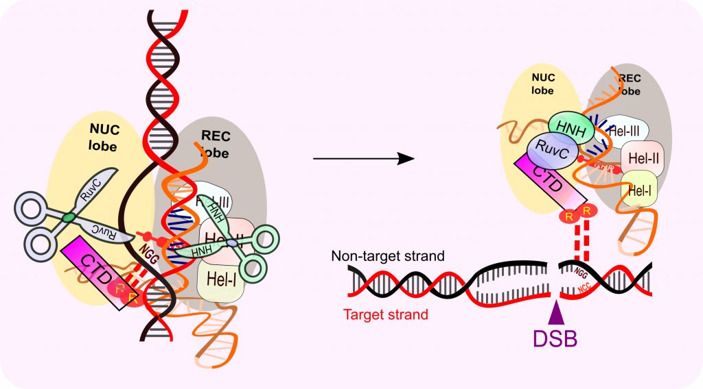 The magic cut on target DNA by CRISPR/Cas9 - BioScope